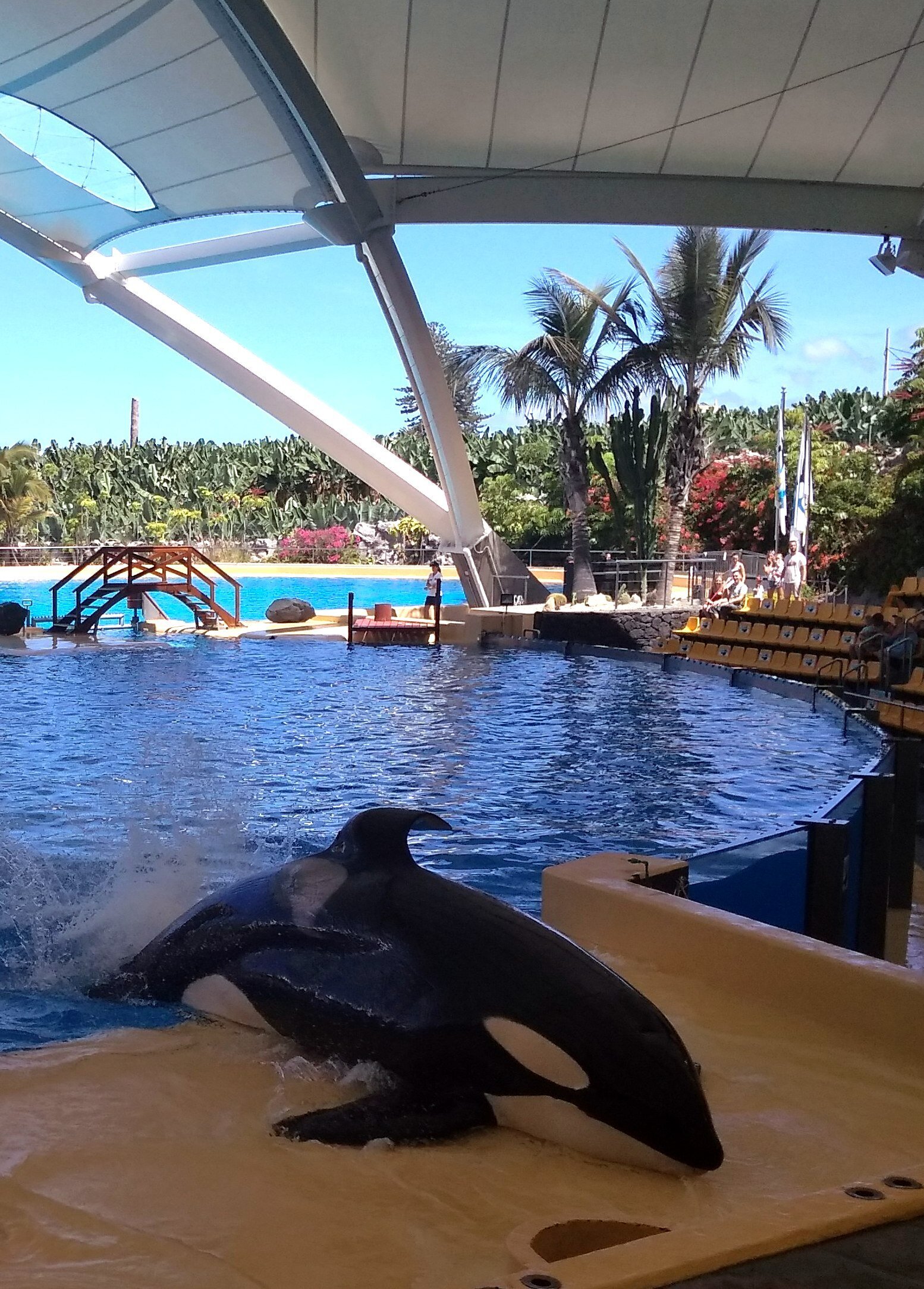 Everything you need to know about Loro Parque in Tenerife: how to ...